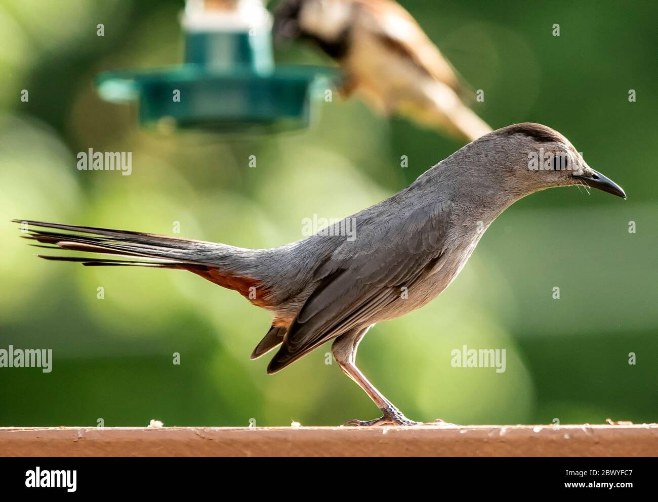 Female catbird hi-res stock photography and images - Alamy