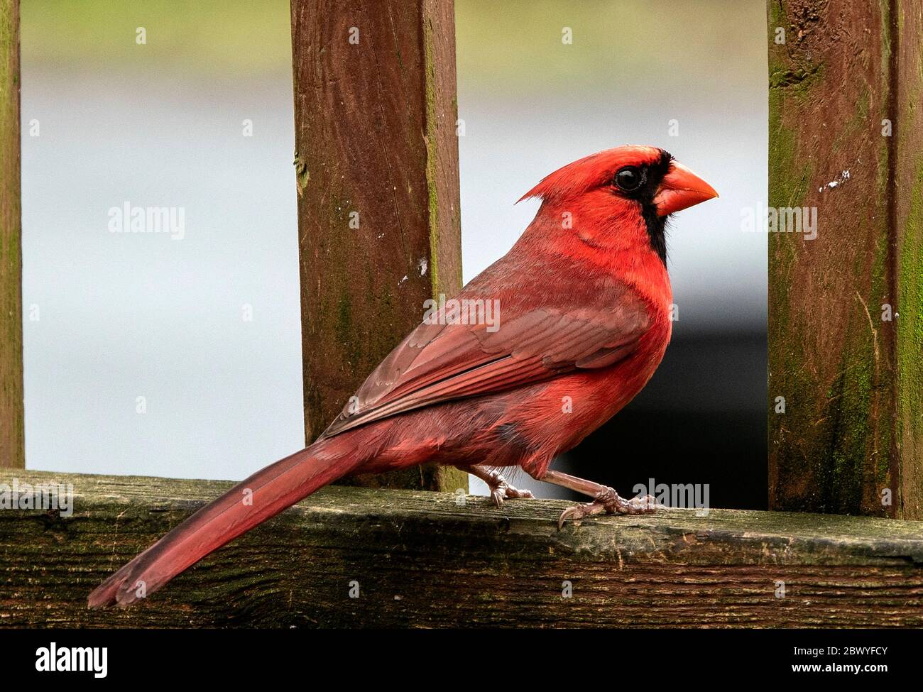 Northern Cardinal looks through the railing Stock Photo - Alamy