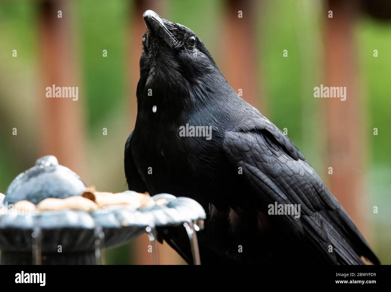 Big black bird hi-res stock photography and images - Alamy