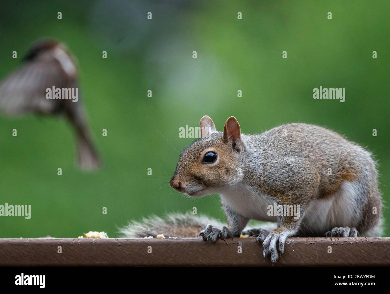 Gray squirrel sitting on the deck Stock Photo - Alamy