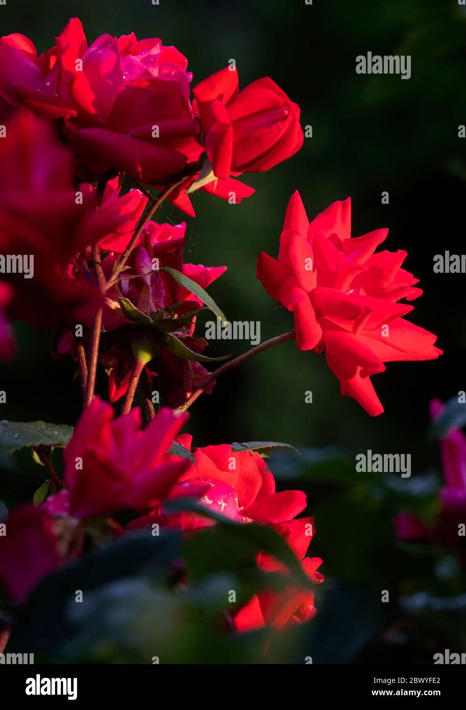 Light shining on red roses Stock Photo - Alamy