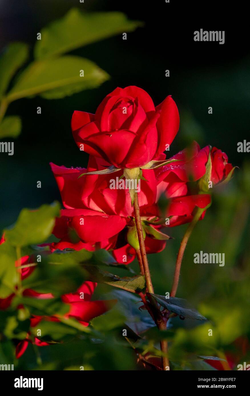 Red Roses in the garden Stock Photo - Alamy