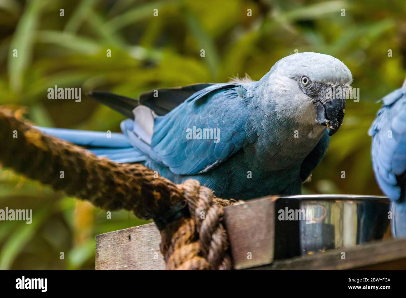 Spix's Macaw High Resolution Stock Photography and Images - Alamy