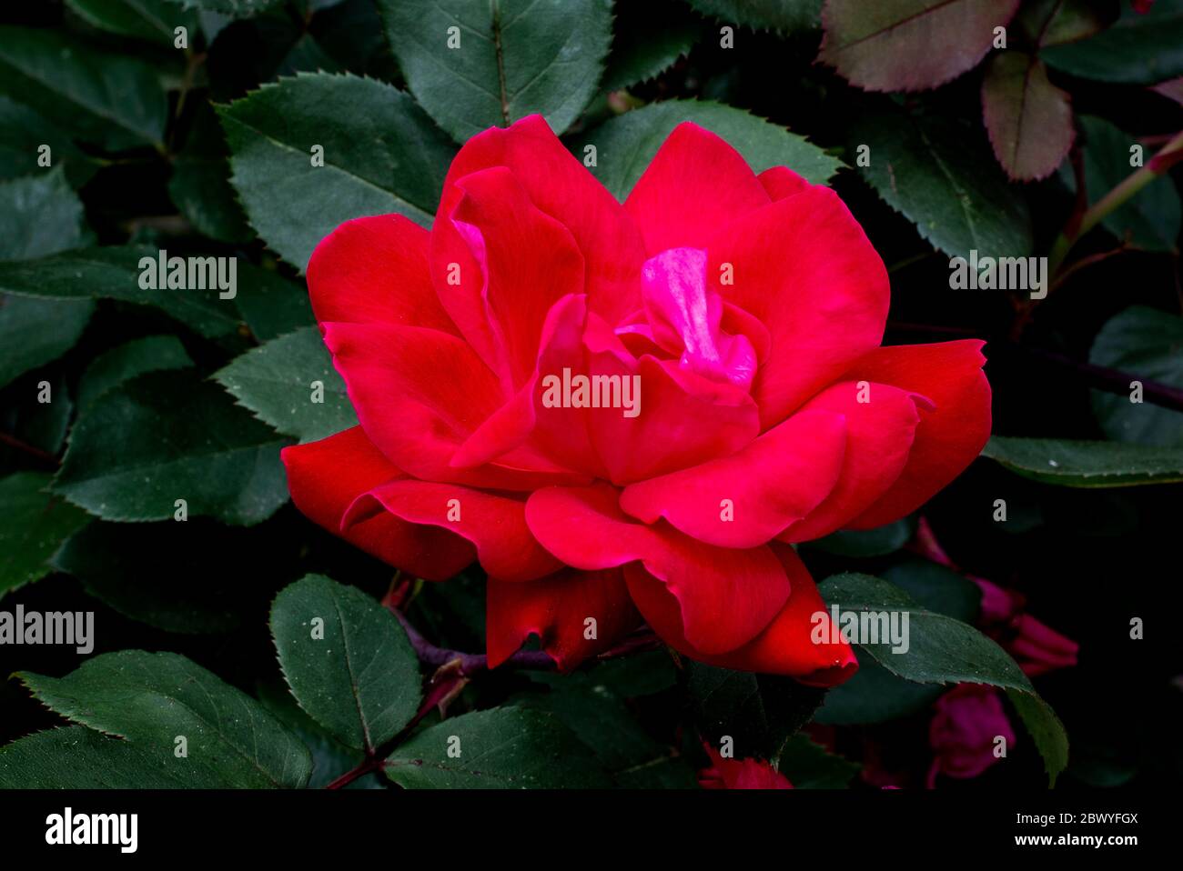 Red Rose glows in the garden Stock Photo - Alamy