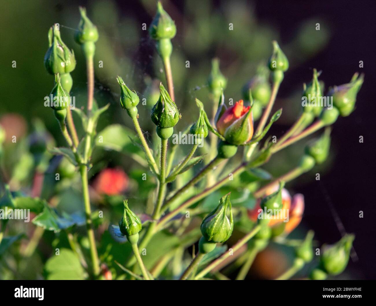 Rose buds about to open Stock Photo - Alamy