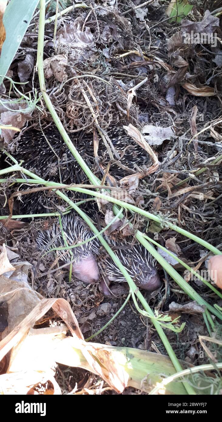 a Hedgehog, Breeding of hedgehogs, young hedgehog Stock Photo - Alamy