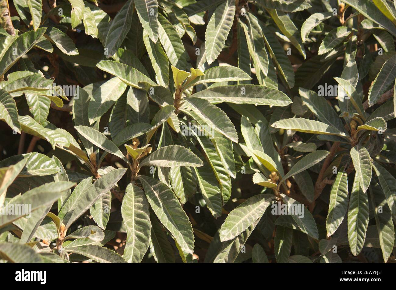 Mespilus japonica hi-res stock photography and images - Alamy
