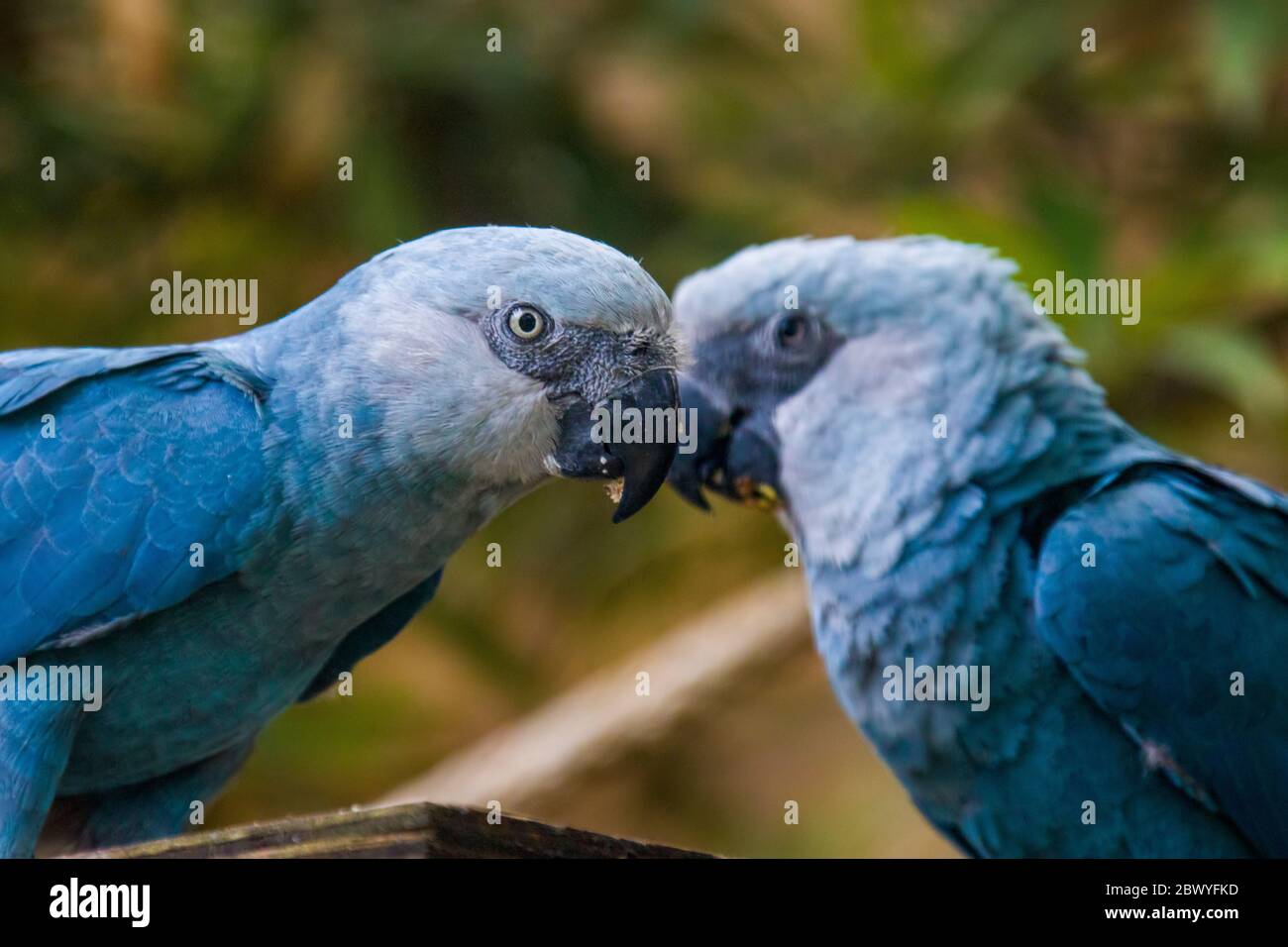 The Spix's macaw is a macaw native to Brazil. The bird is a medium-size ...