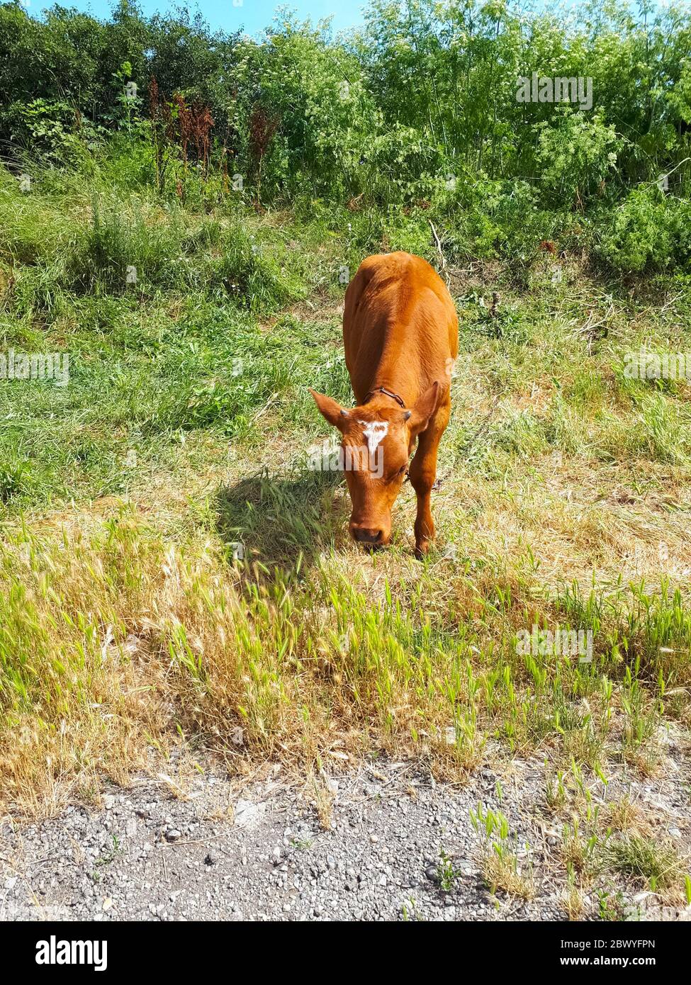 The calf grazes on the grass. cow cub Stock Photo - Alamy