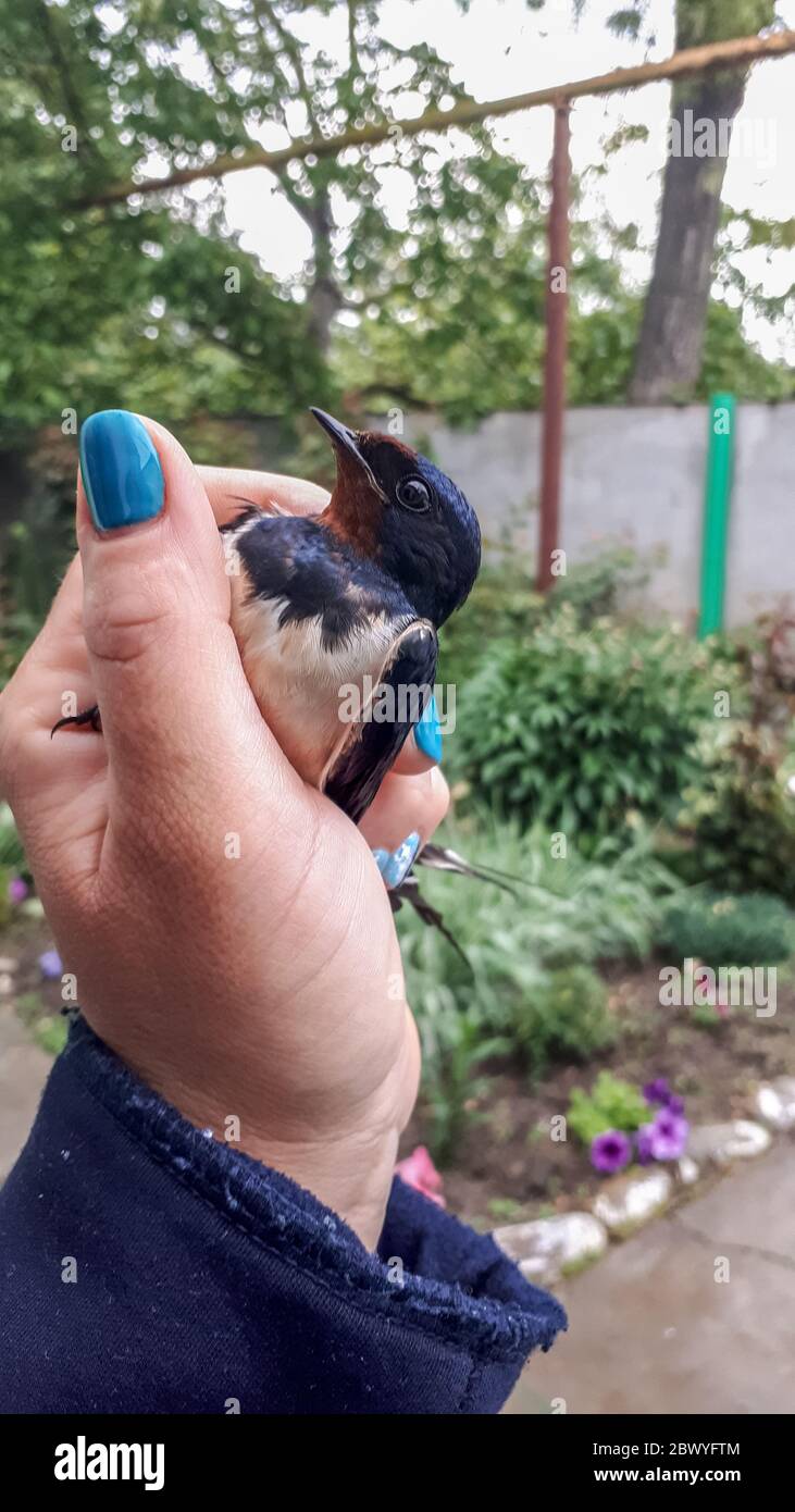 Insectivorous Bird High Resolution Stock Photography and Images - Alamy