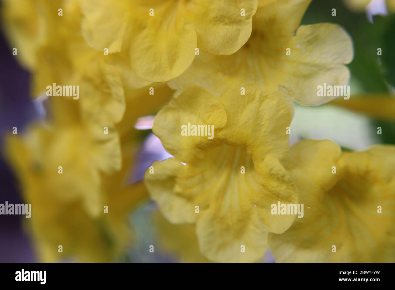 Yellow elder hi-res stock photography and images - Alamy