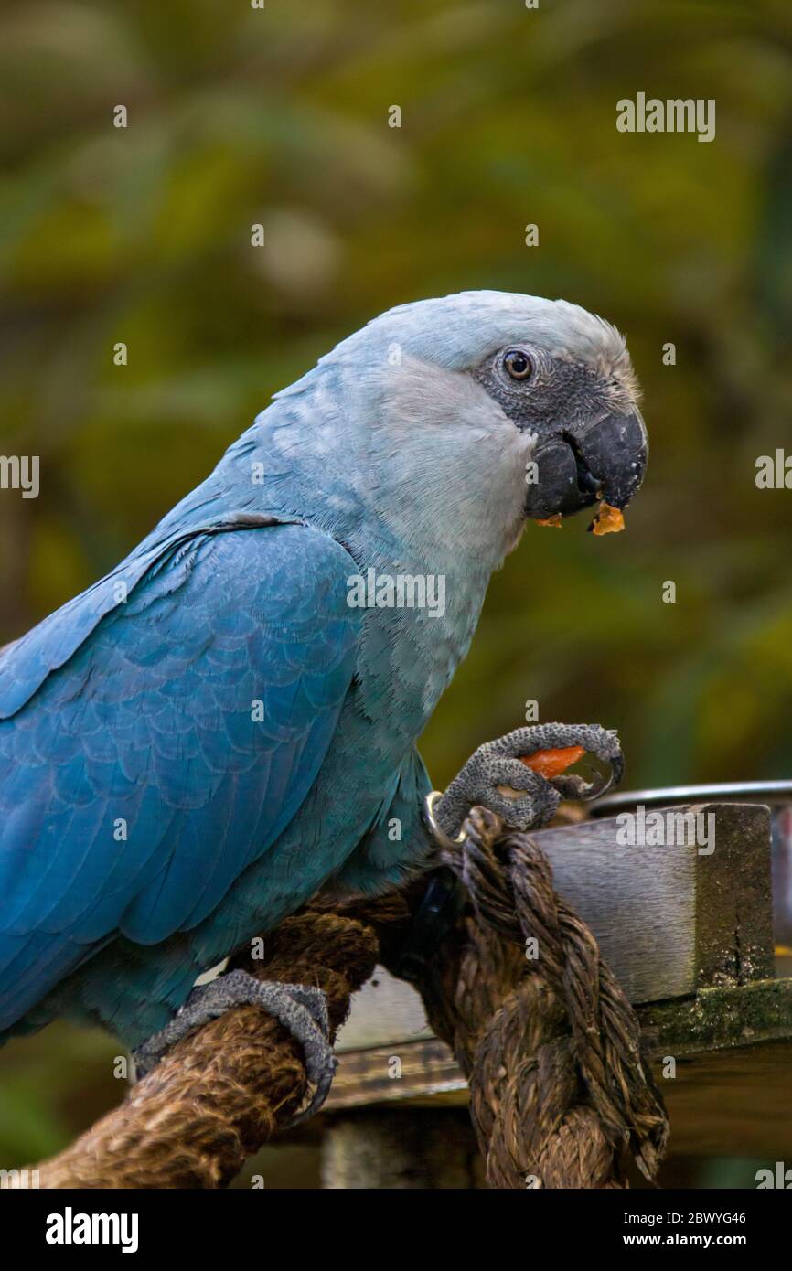 The Spix's macaw is a macaw native to Brazil. The bird is a medium-size ...