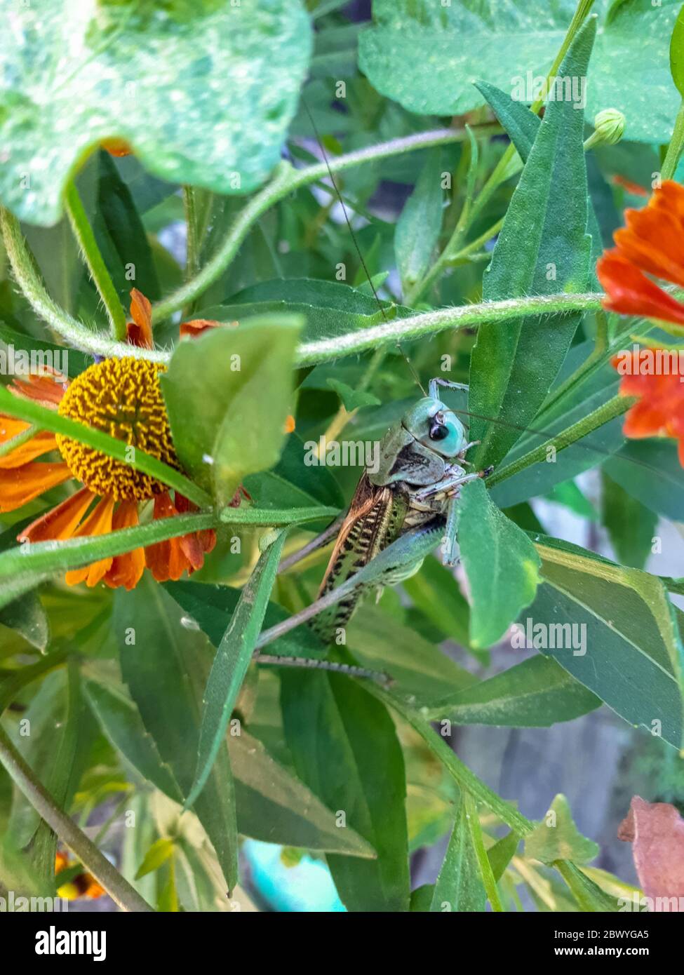 Gray grasshopper of green color in the grass Stock Photo - Alamy