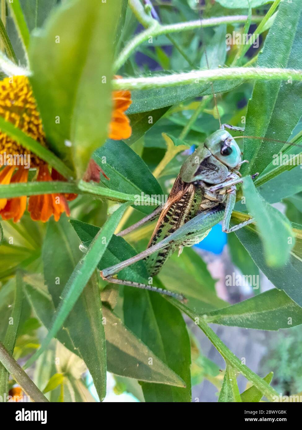 Gray grasshopper of green color in the grass Stock Photo - Alamy