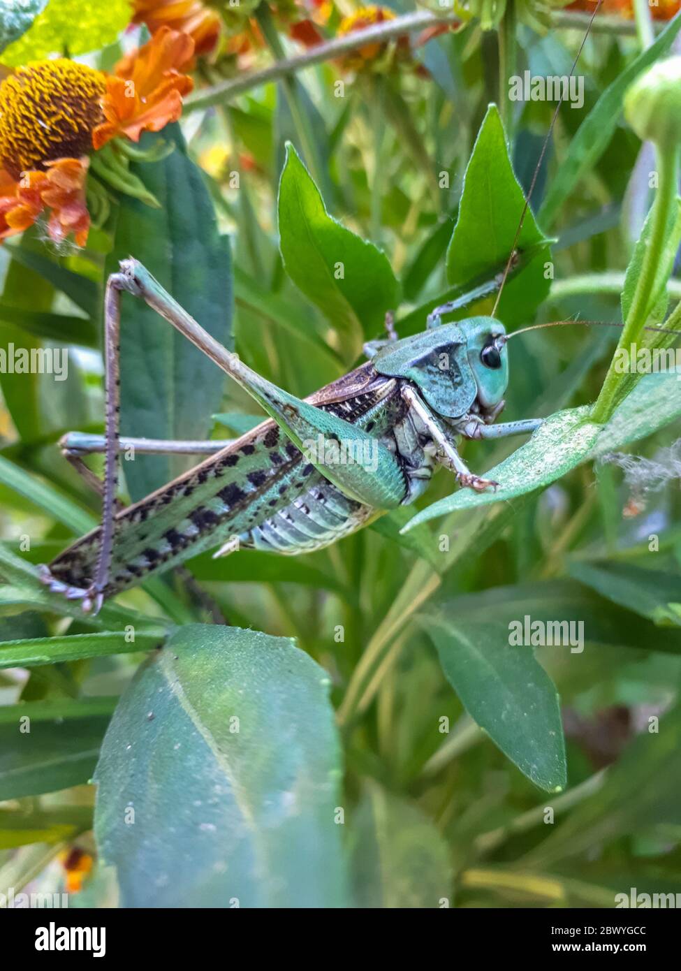 Gray grasshopper of green color in the grass Stock Photo - Alamy
