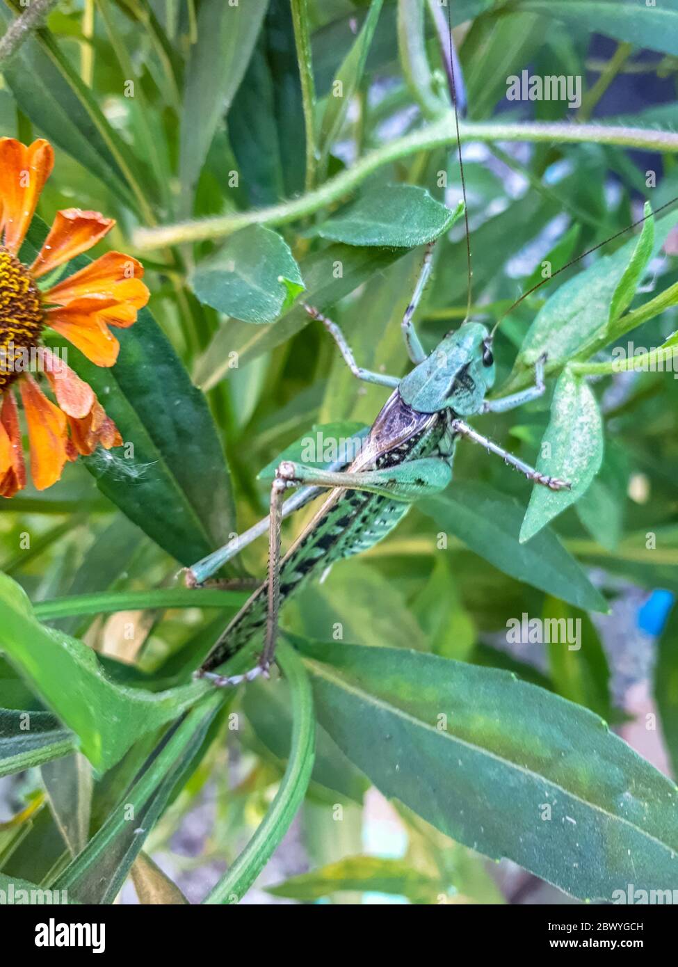 Gray grasshopper of green color in the grass Stock Photo - Alamy