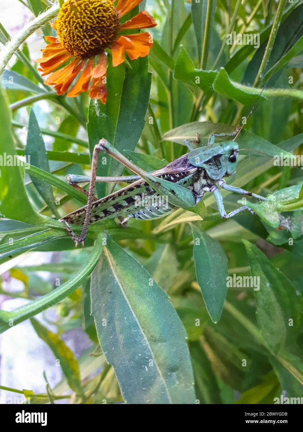 Gray grasshopper of green color in the grass Stock Photo - Alamy