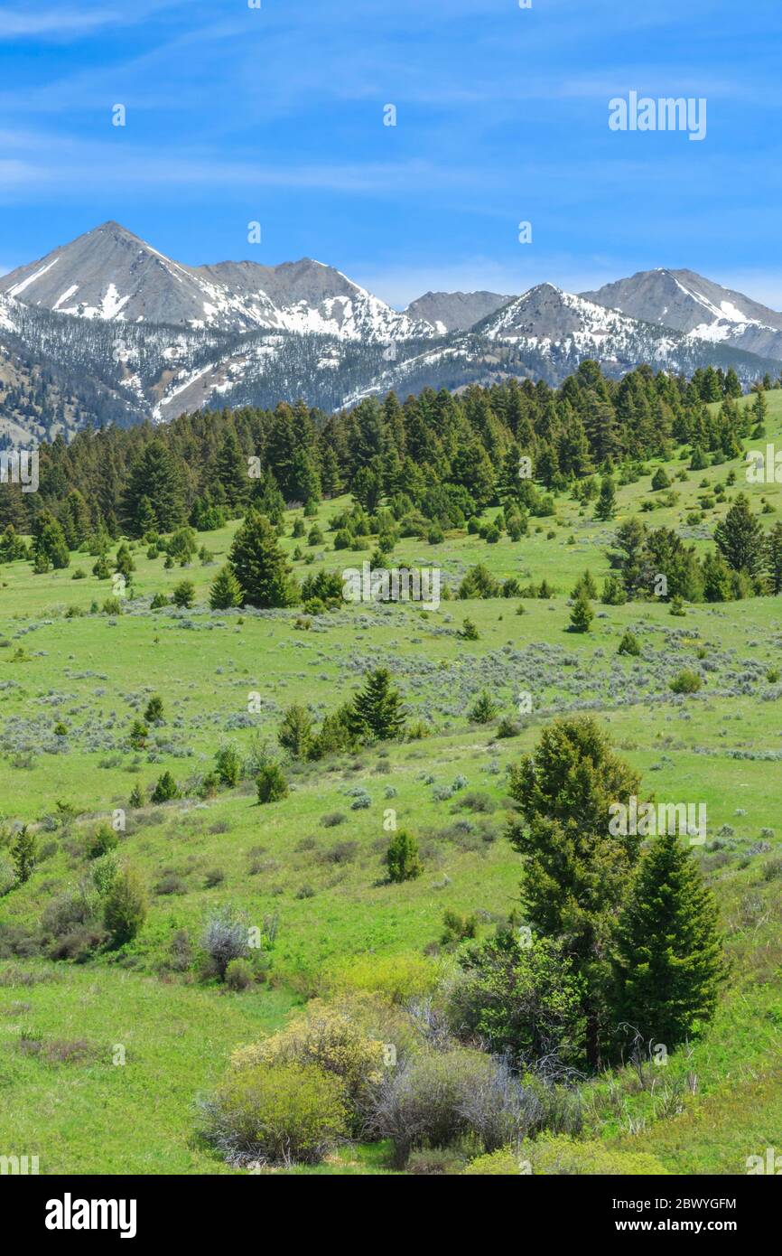 peaks of the crazy mountains above foothills in the daisy dean creek ...