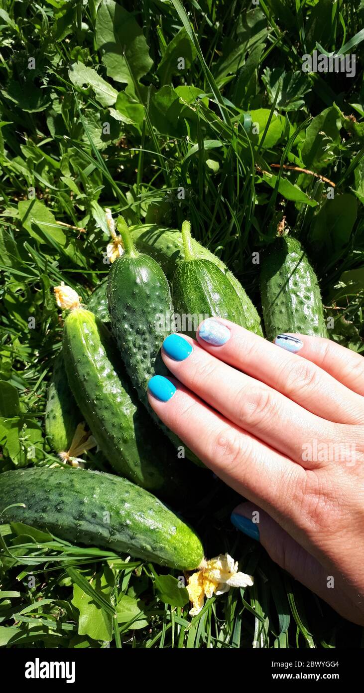 Harvest young cucumbers in a woman's hand picking cucumbers Stock Photo ...
