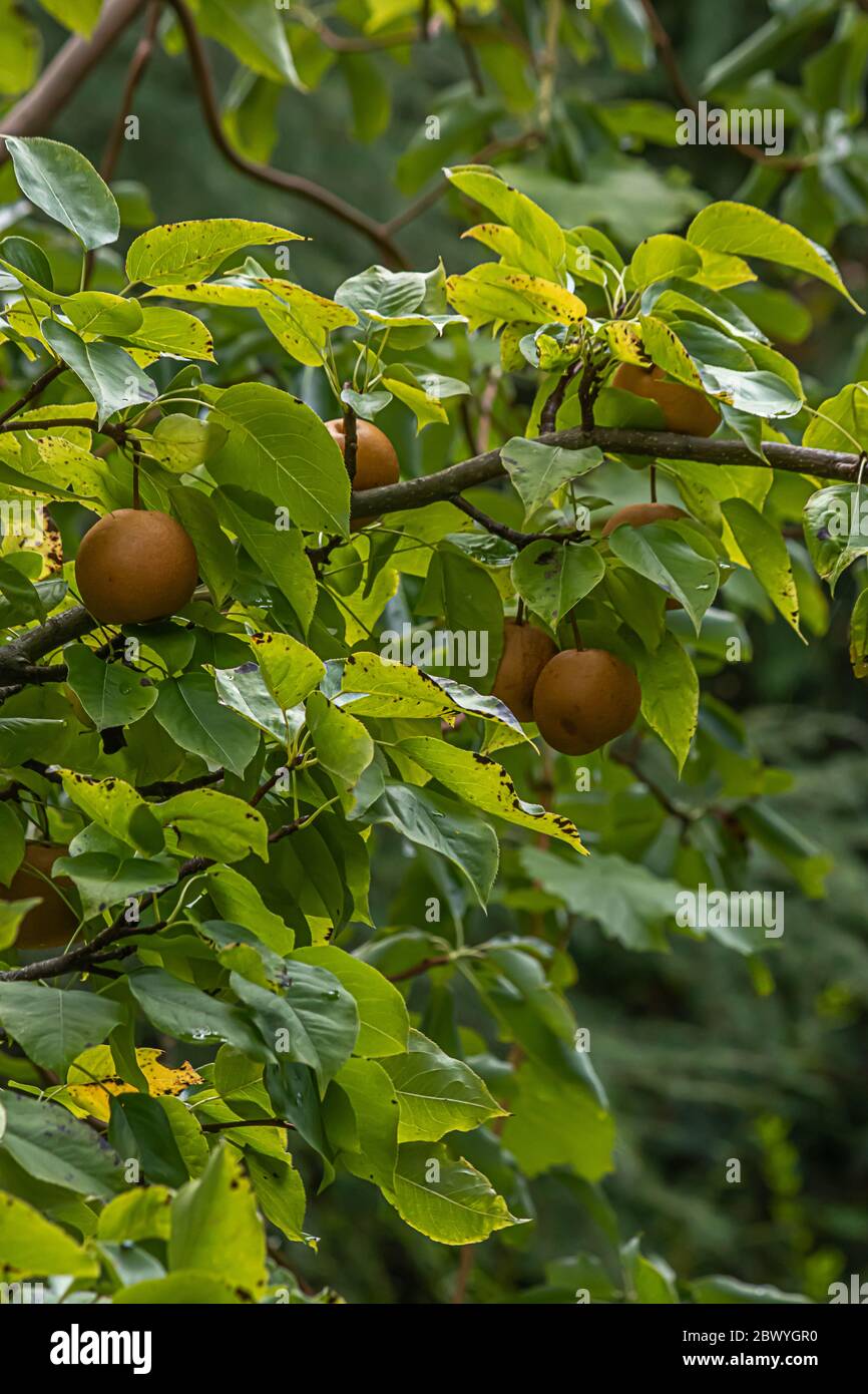 Crunchy apples on the apple tree hi-res stock photography and images ...