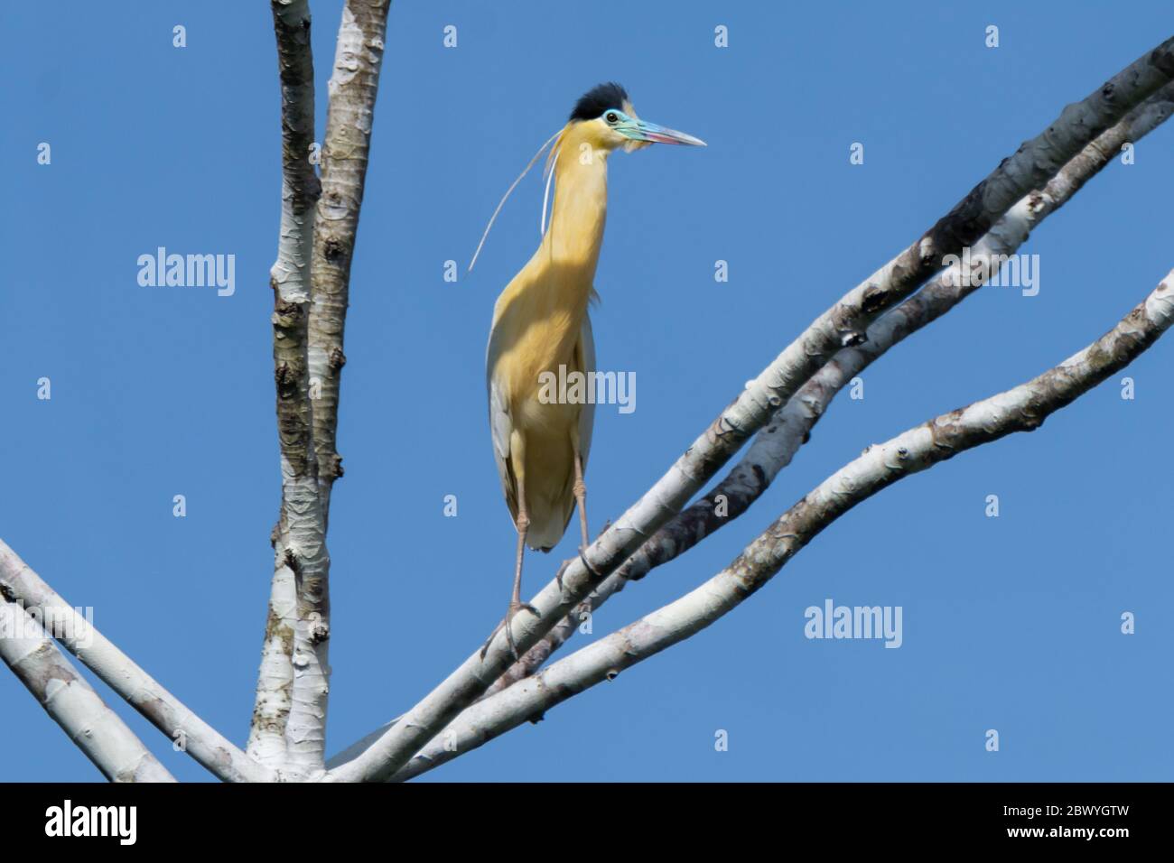 Capped heron (Pilherodius pileatus) in the Peruvian Amazon Stock Photo ...