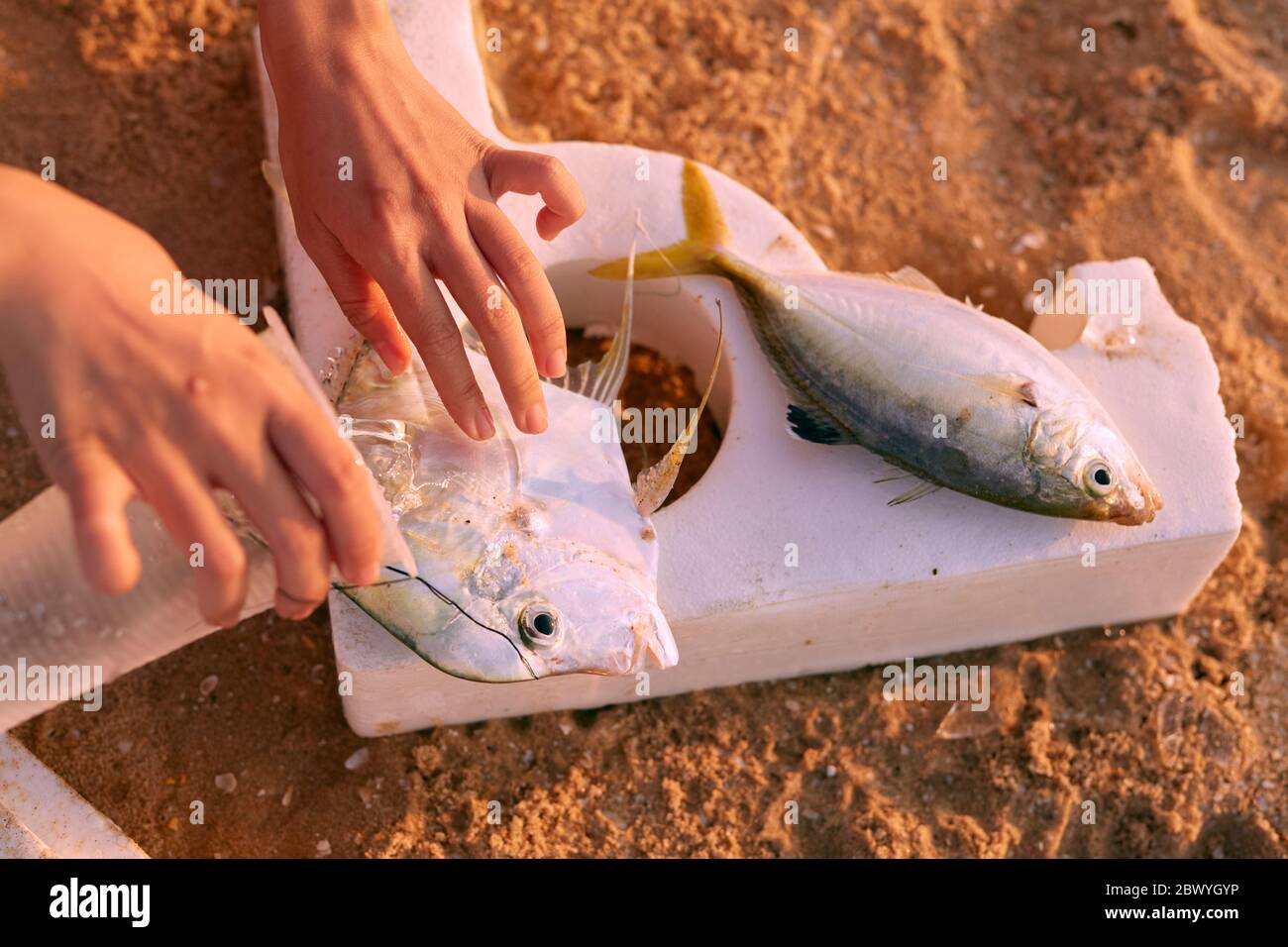 Female hands take fish out of a net Stock Photo - Alamy