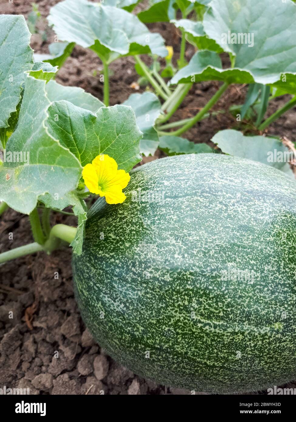 The melon grows on the lashes of the plant. A melon flower, a melon in ...