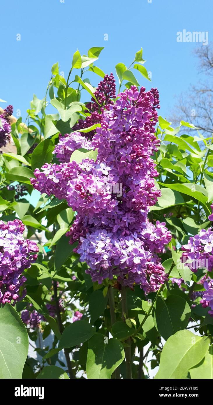 a a Purple lilac blooms. Lilac flowers Stock Photo - Alamy