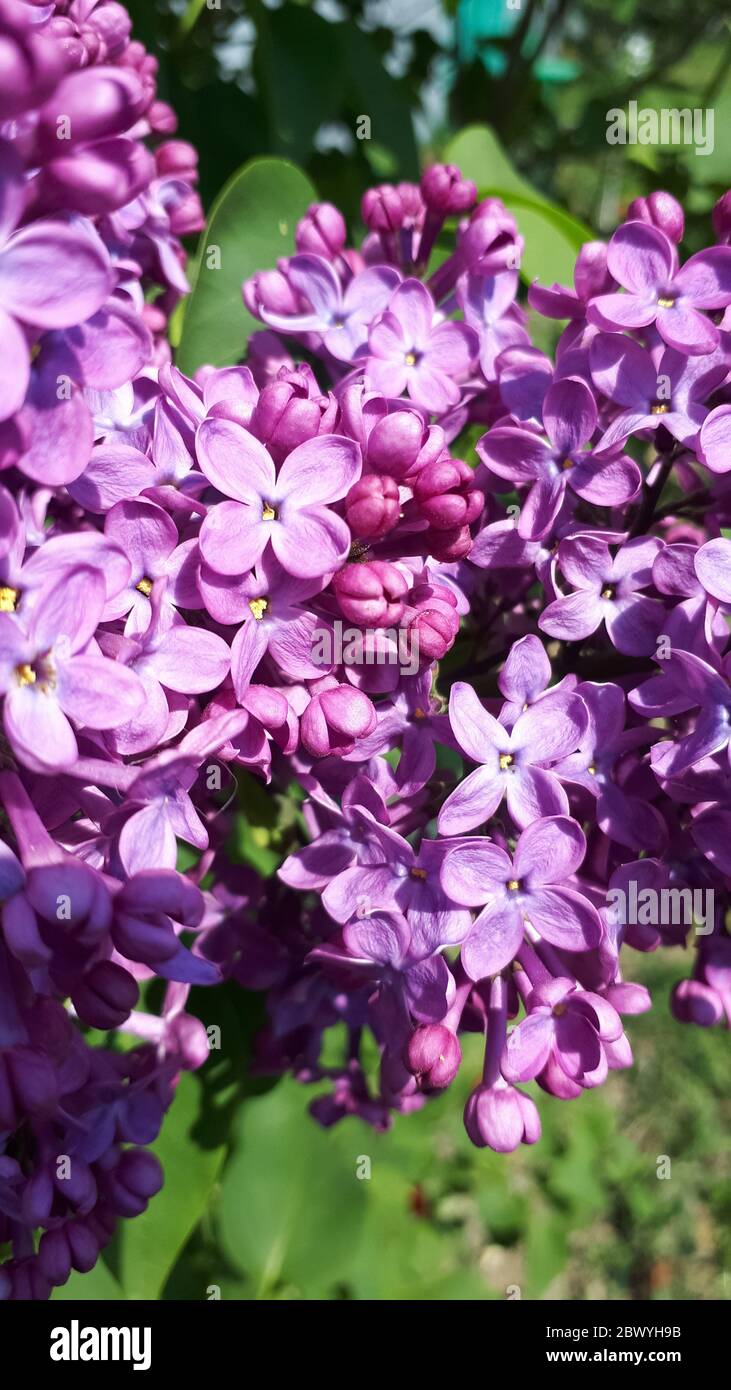 a a Purple lilac blooms. Lilac flowers Stock Photo - Alamy