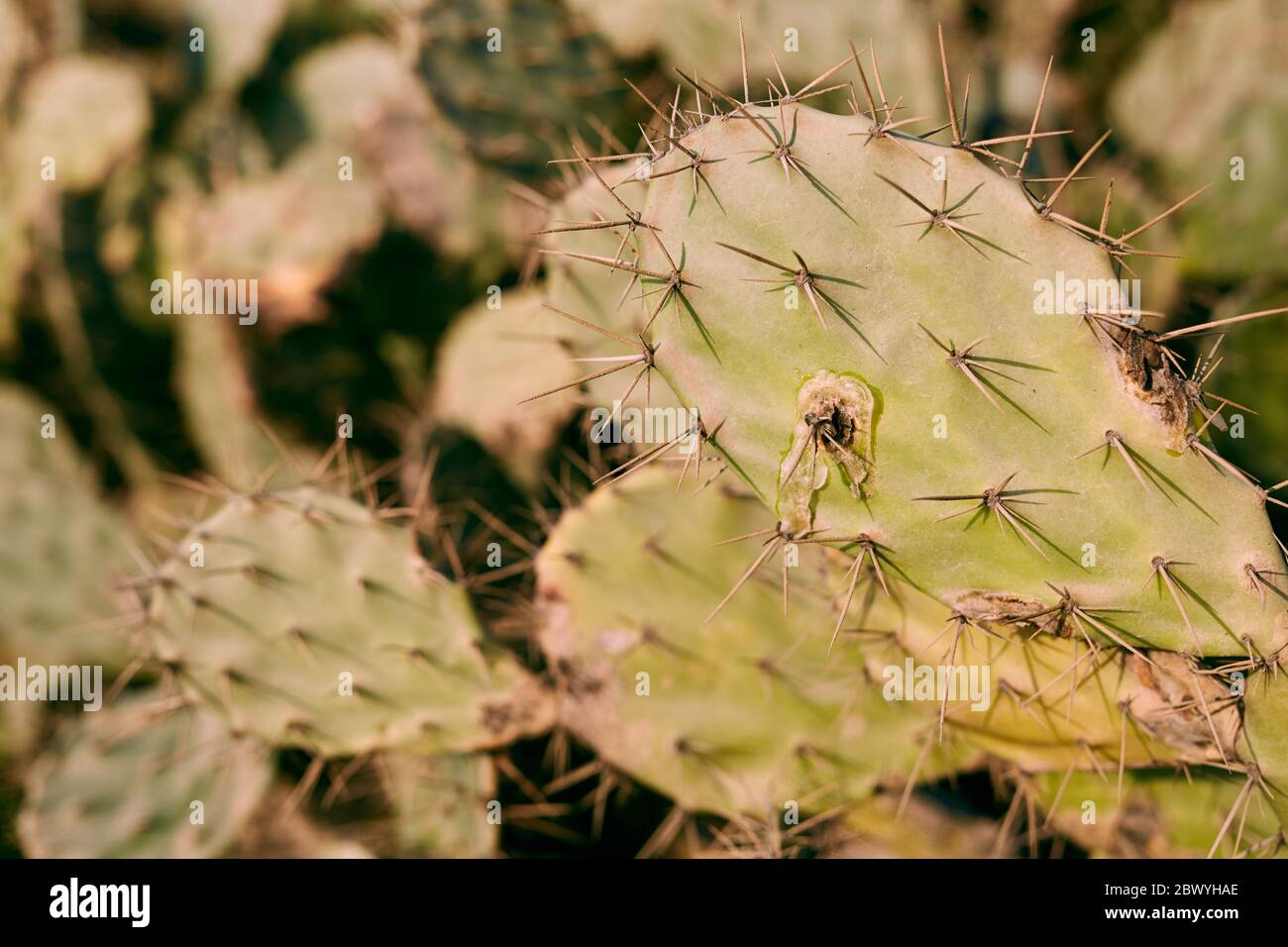 Lovely Cactus plant on the outside sharp and beautiful at the beach ...