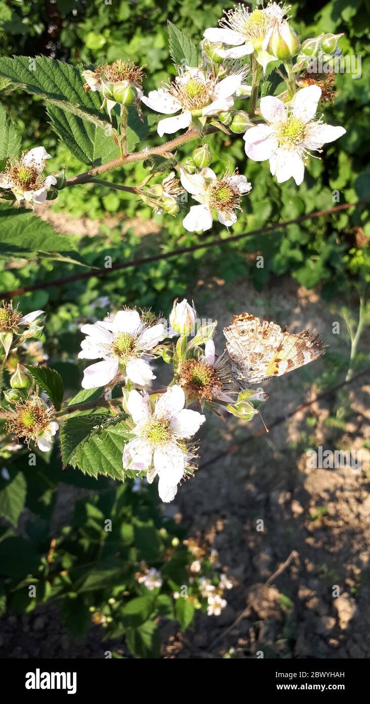 Raspberry flowers on the tip of the stem, Raspberry blossom in spring ...
