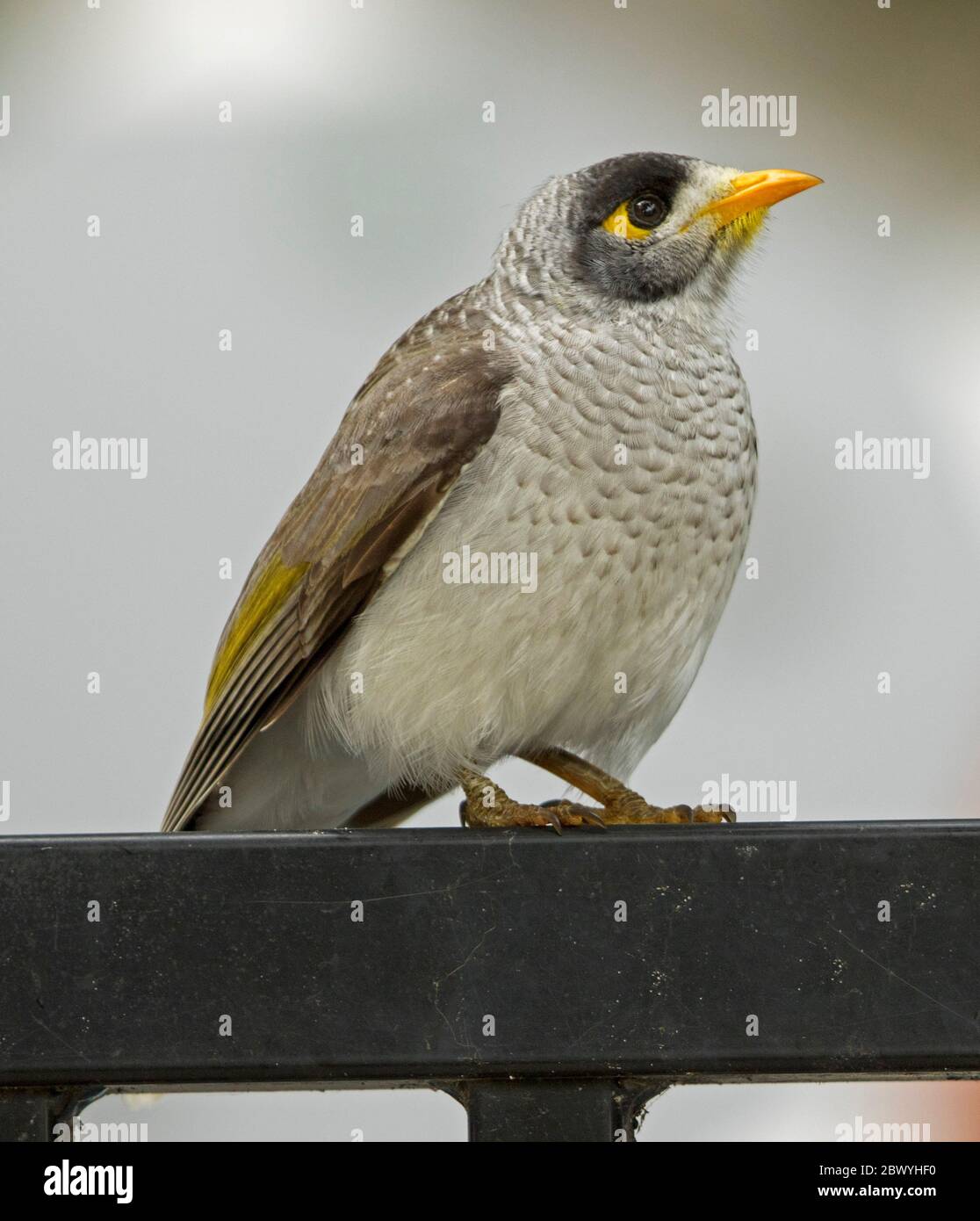 An australian noisy miner hi-res stock photography and images - Alamy
