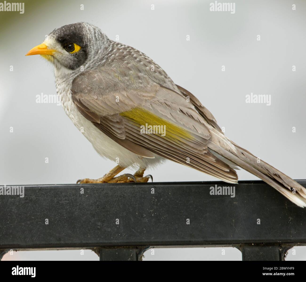 Minerbird hi-res stock photography and images - Alamy
