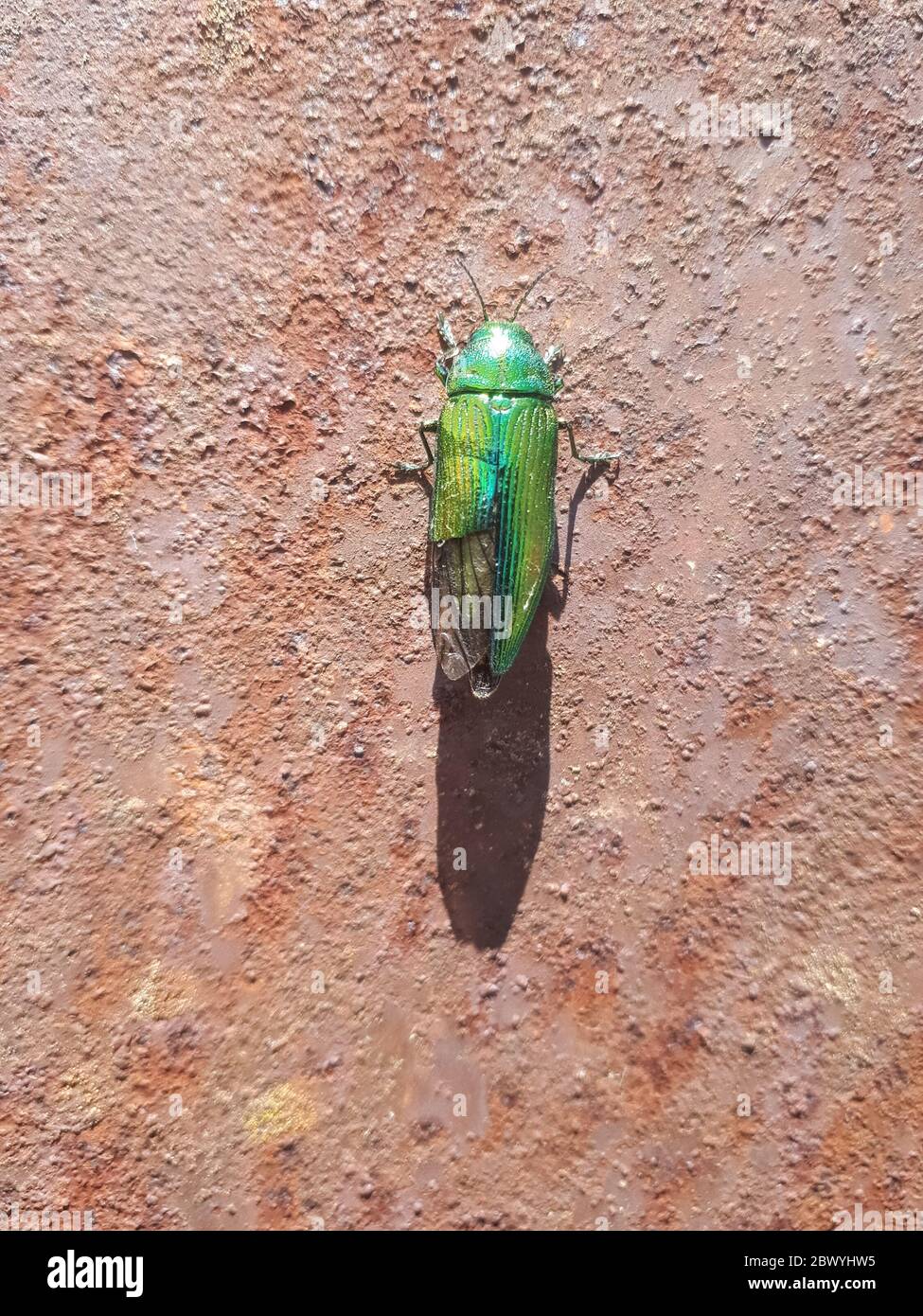 A shiny green beetle crawls on a steel barrel Stock Photo - Alamy