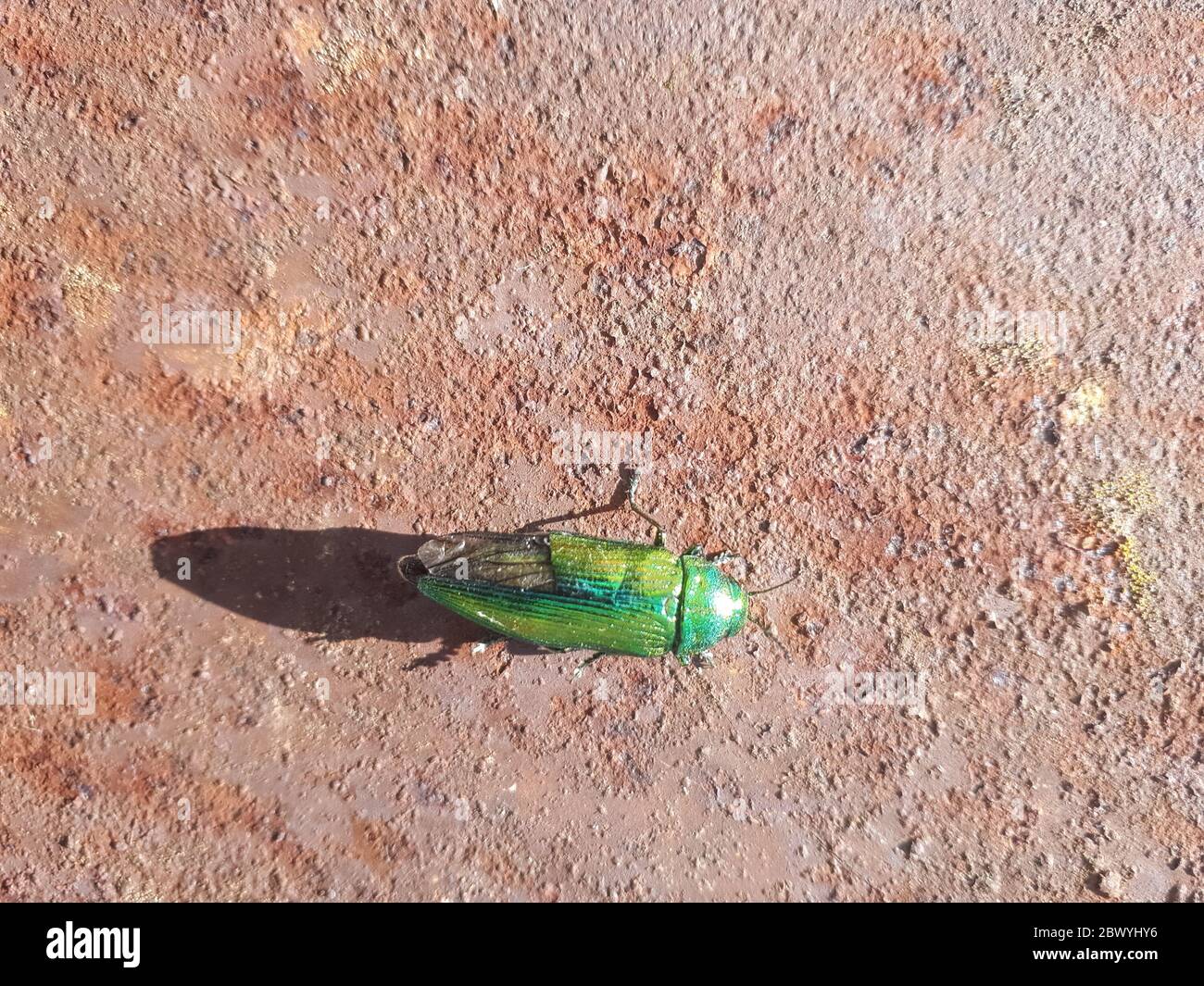 A shiny green beetle crawls on a steel barrel Stock Photo - Alamy