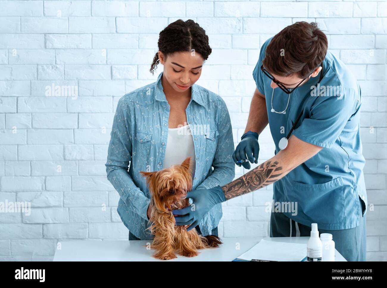 Pet immunization. Veterinary doc making injection of vaccine to cute ...