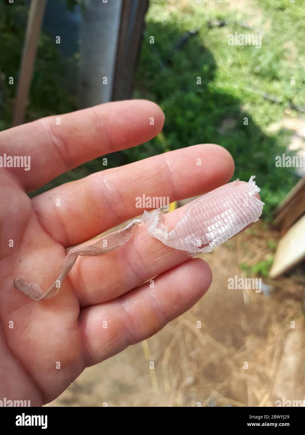 Snake skin remaining after molting. the skin of a snake in the hands of ...