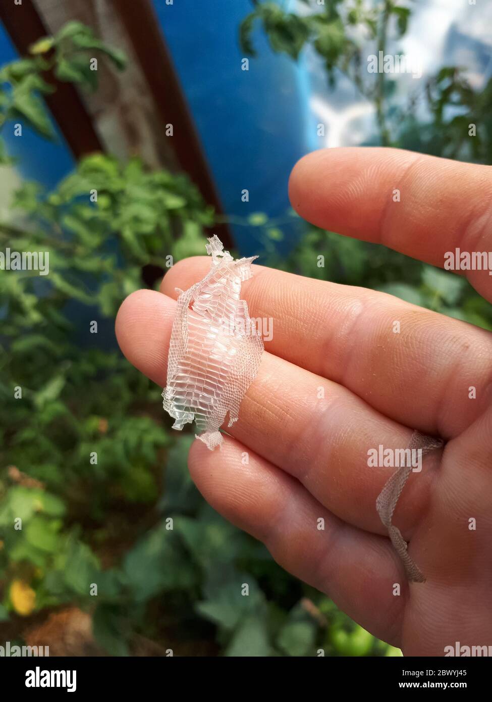 Snake skin remaining after molting. the skin of a snake in the hands of ...