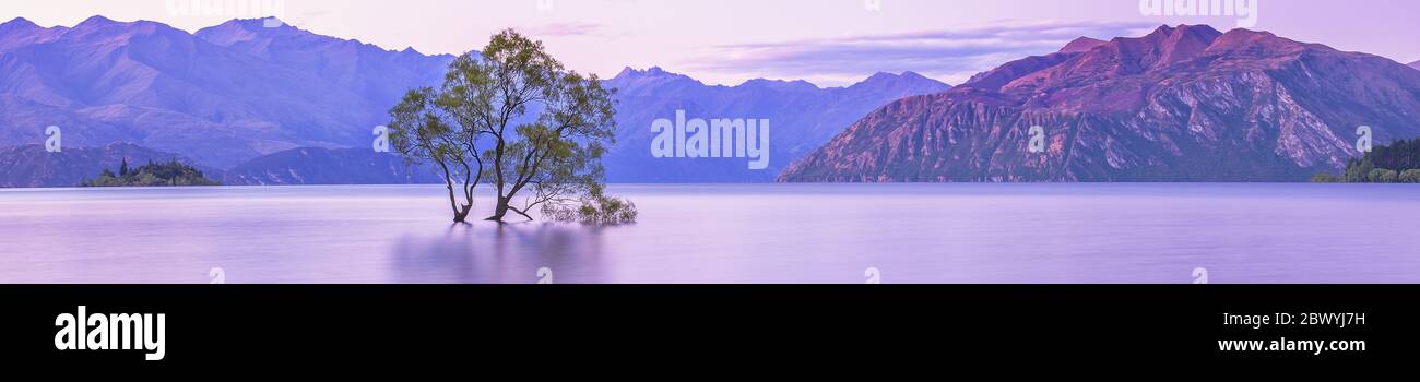 Sunset at That Wanaka Tree lake Wanaka New Zealand. Popular tourist ...