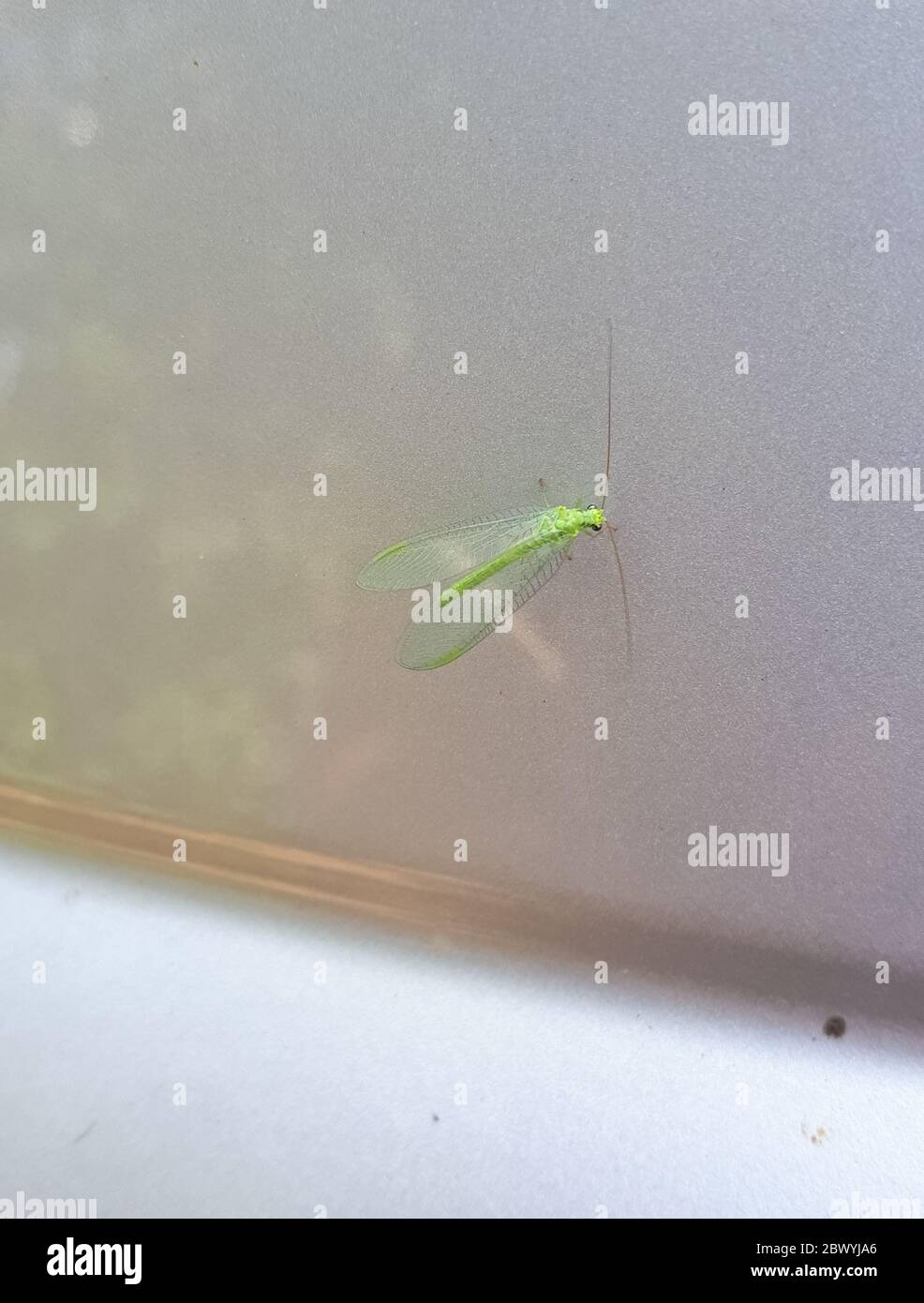 Golden aphid hi-res stock photography and images - Alamy