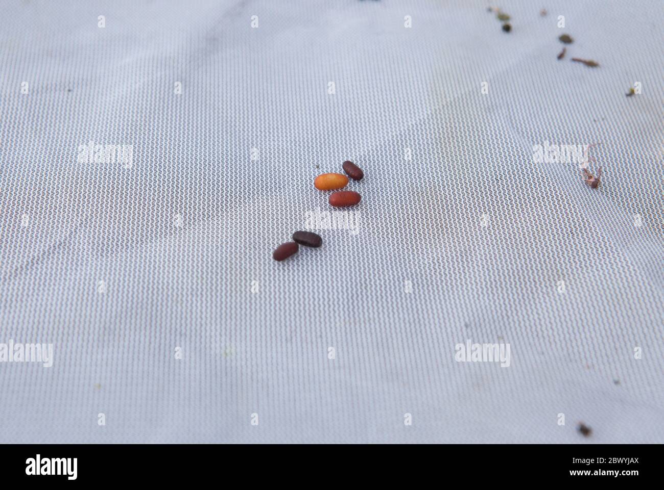 Tachinid fly pupa hi-res stock photography and images - Alamy