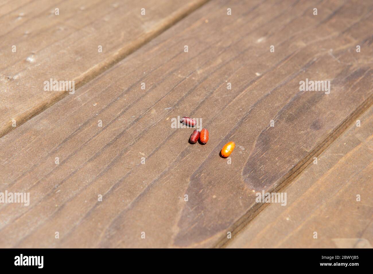 Monarch butterfly parasites hi-res stock photography and images - Alamy