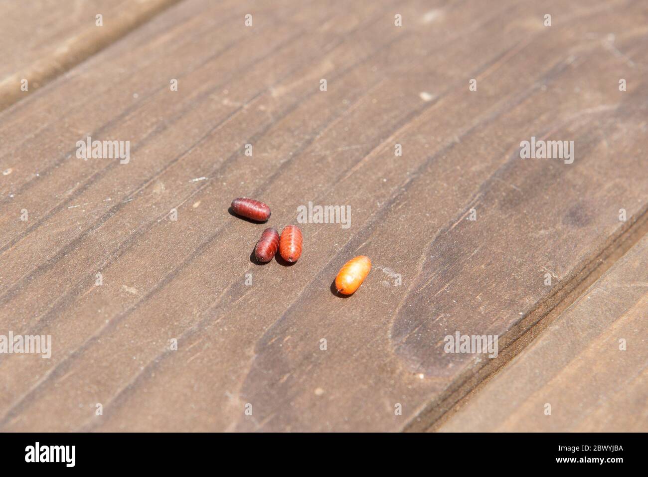 Monarch butterfly parasites hi-res stock photography and images - Alamy