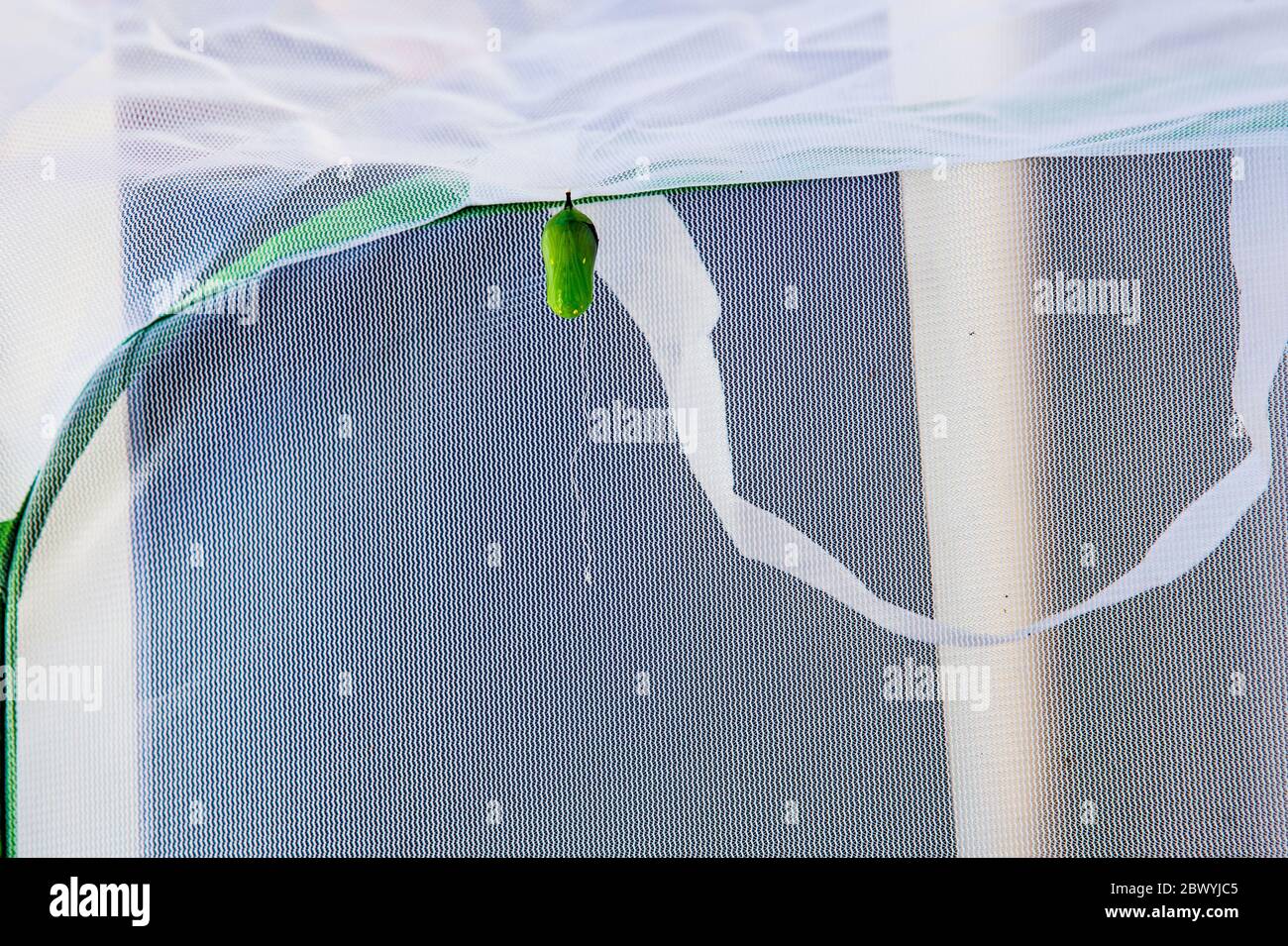 Tachinid fly has laid eggs in a monarch butterfly chrysalis and has ...