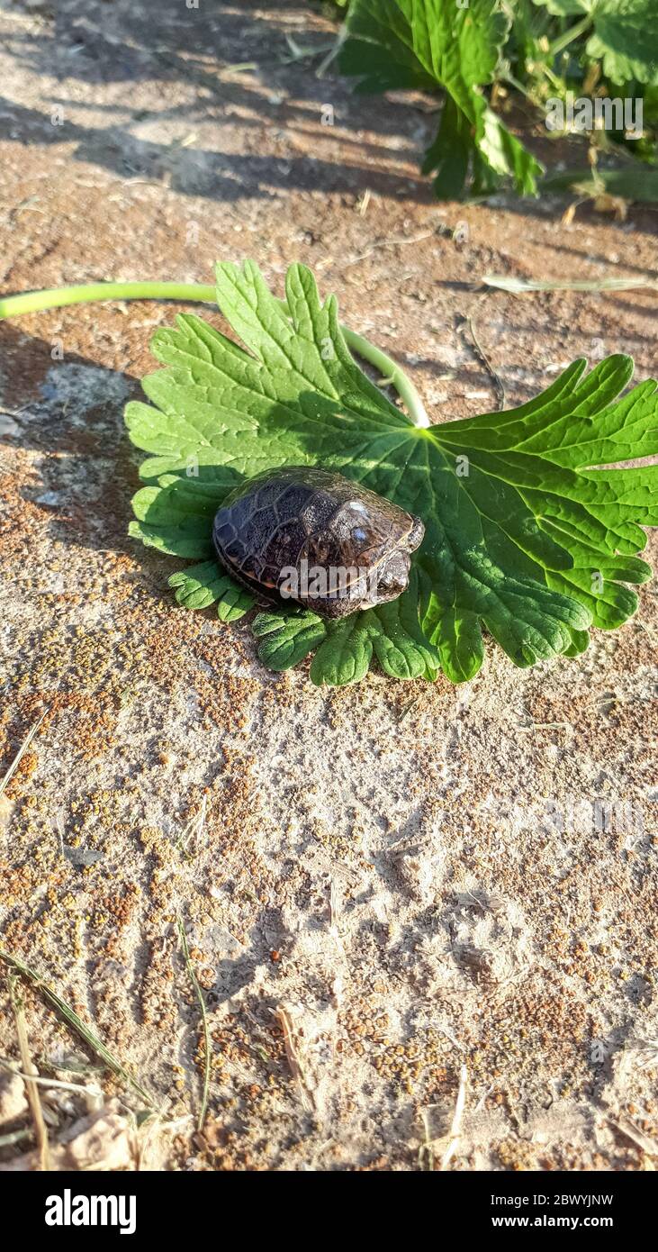 Turtle cubs. A small man with a small shell Stock Photo - Alamy