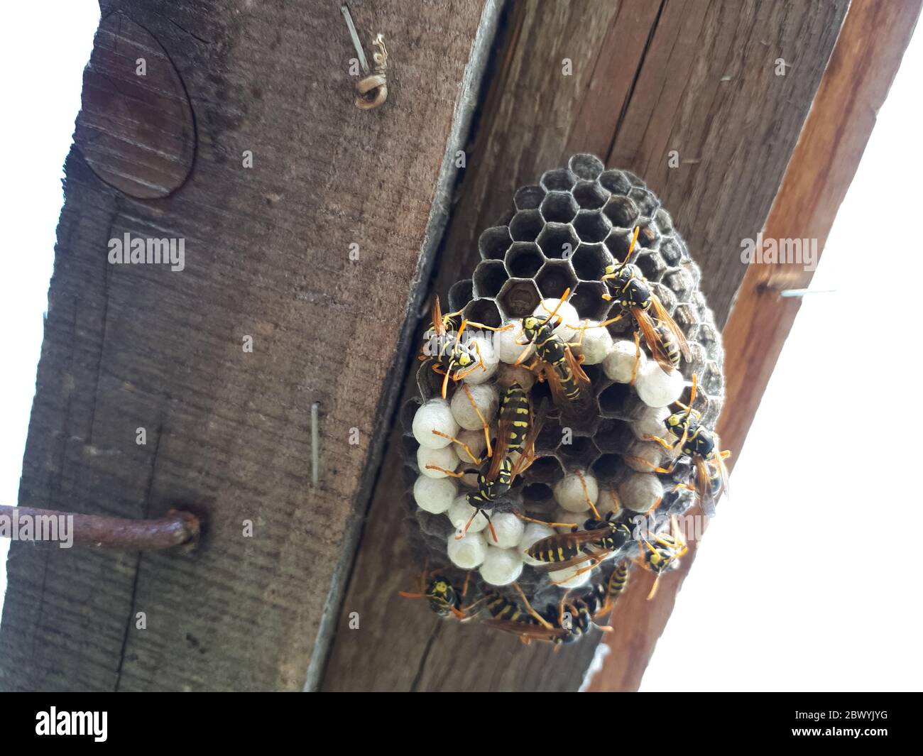 Wasps are polys, nest wasps on a board under the roof Stock Photo - Alamy