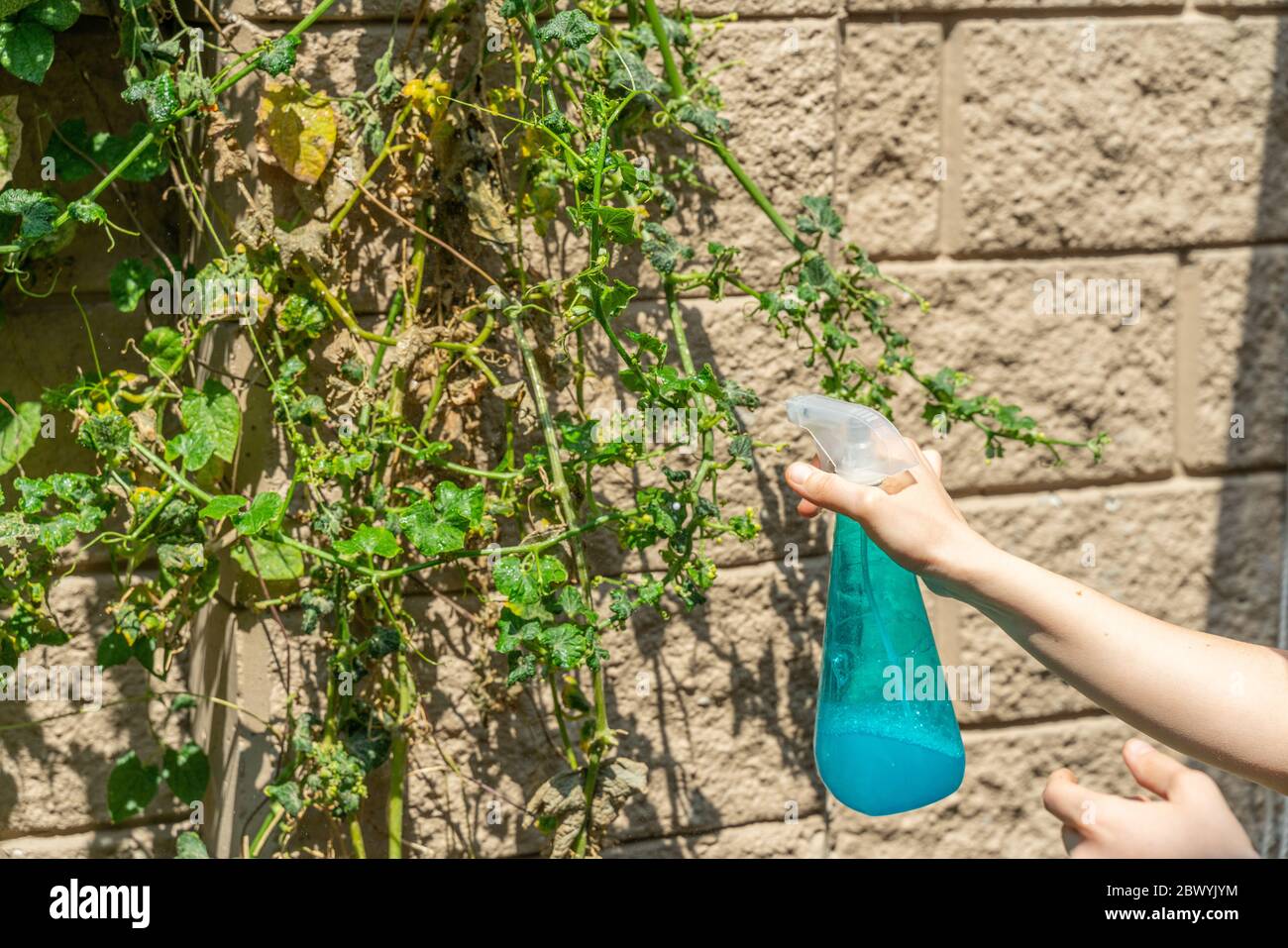 Spraying plants to get rid of plagues, viruses Stock Photo - Alamy