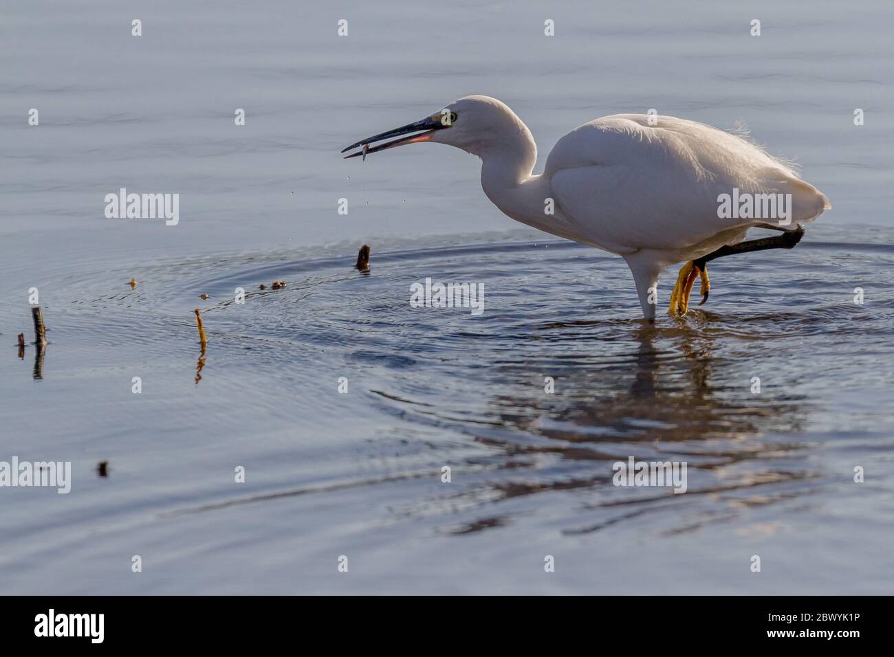 Small birds of japan hi-res stock photography and images - Alamy