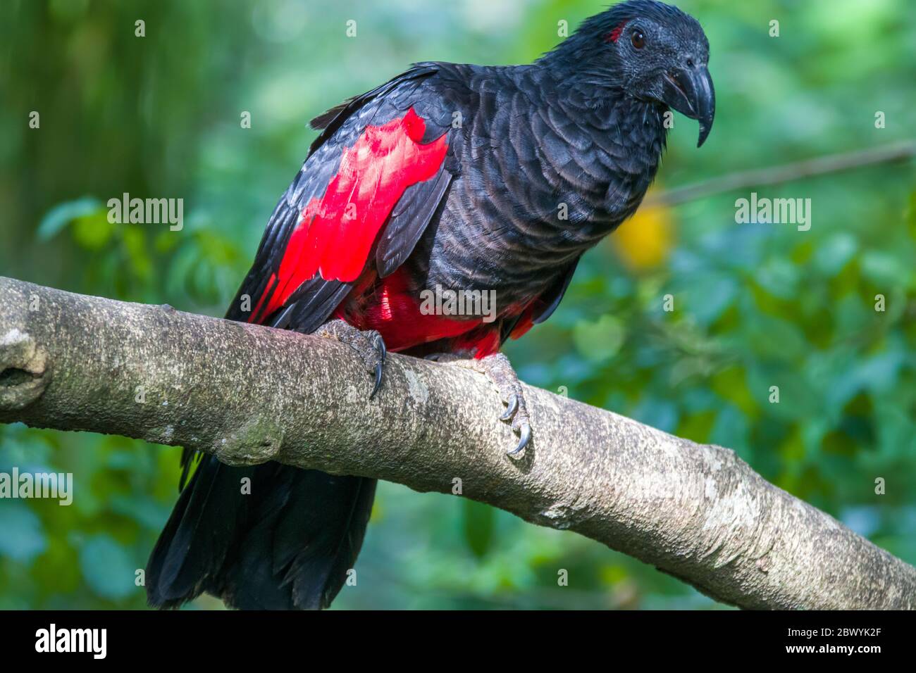 Pesquet's parrot (Psittrichas fulgidus) The only member of its genus ...