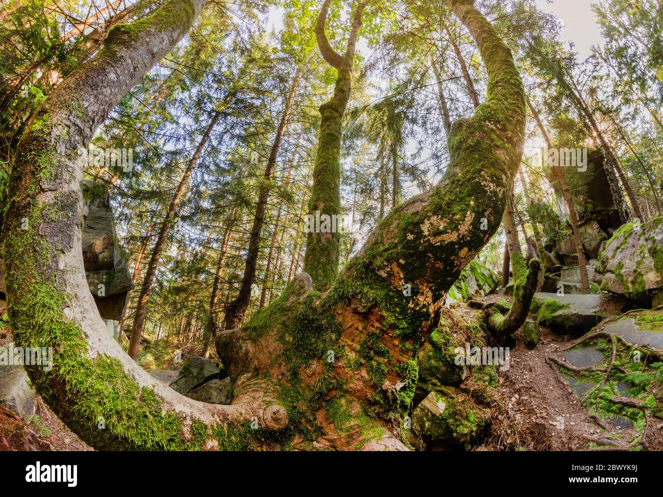 Wide fish-eye summer mysterious forest landscape photo with curved old ...